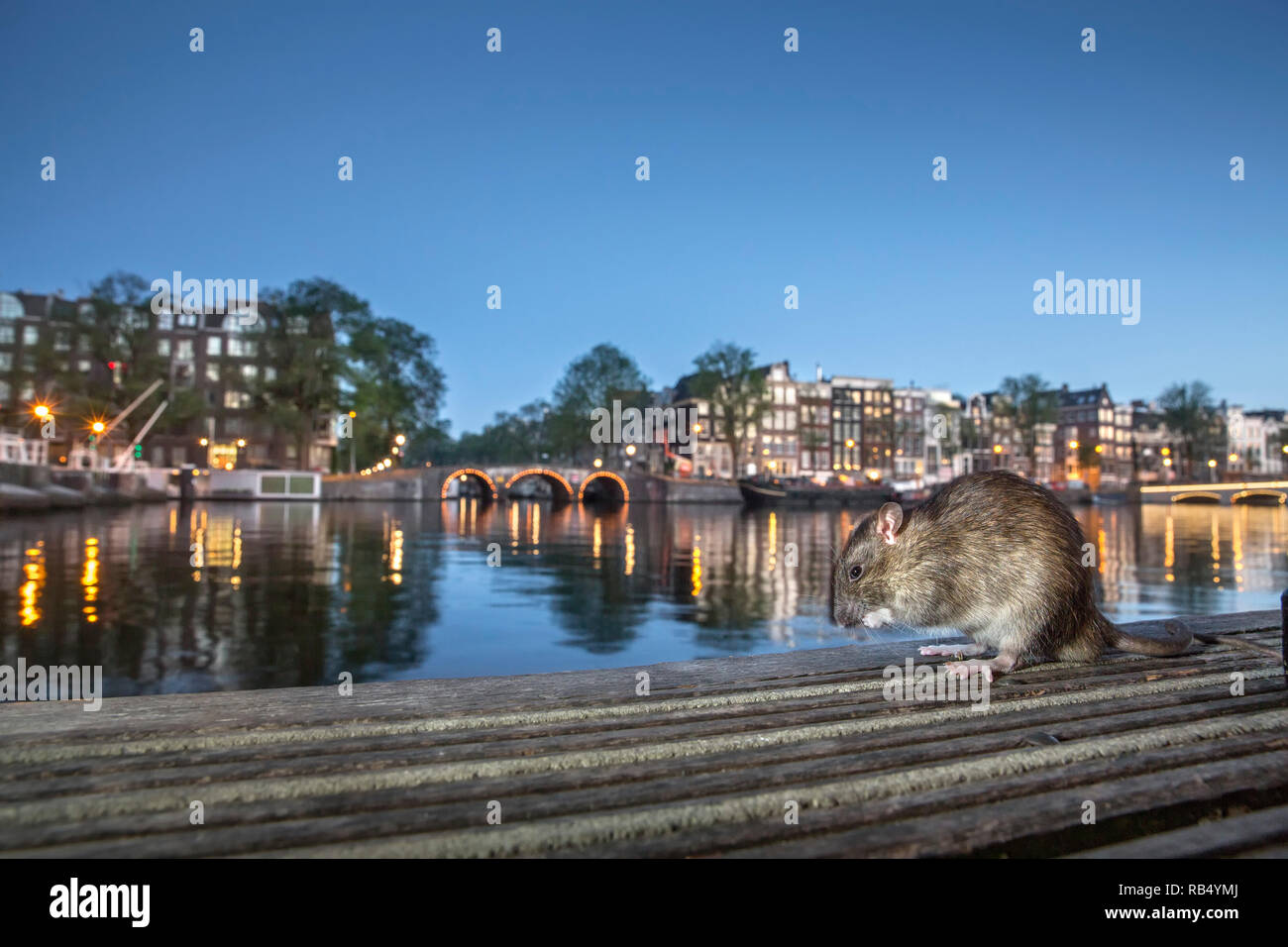 The Netherlands, Amsterdam, Brown rat (Rattus norvegicus) on jetty in ...