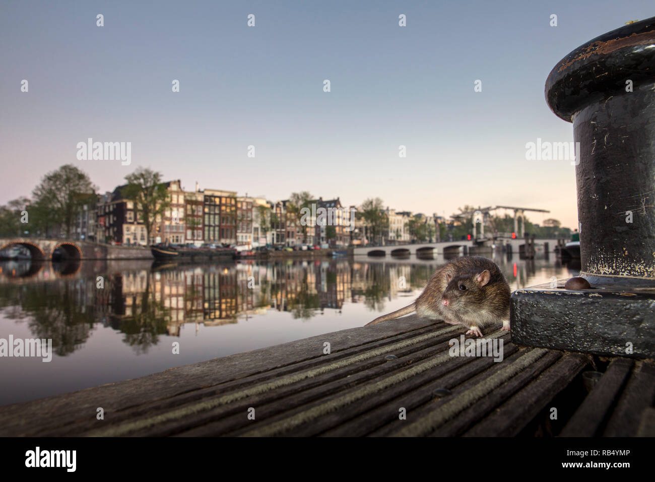 The Netherlands, Amsterdam, Brown rat (Rattus norvegicus) on jetty in ...
