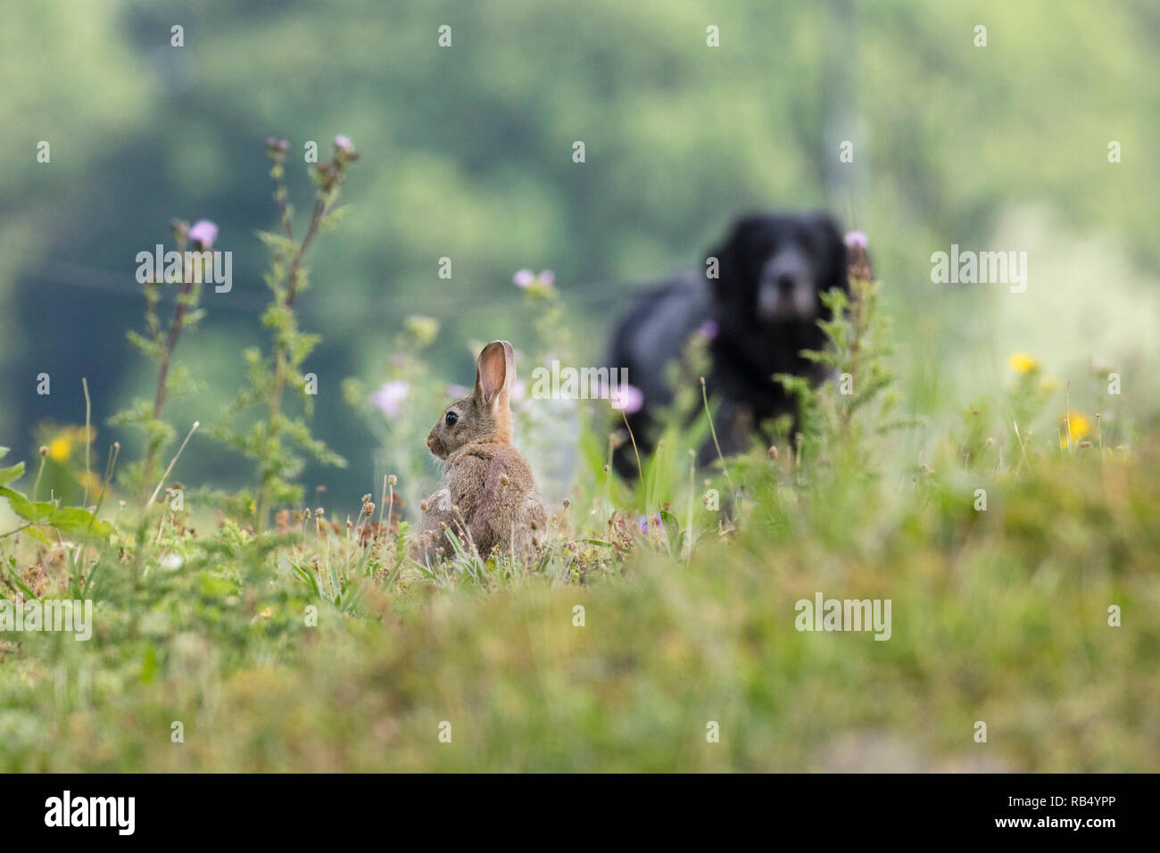 The Netherlands, Amsterdam, Diemerpark nature reserve and city park ...