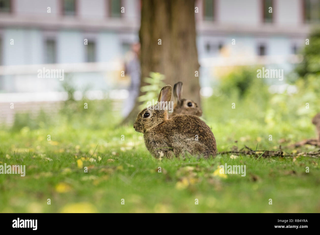 The Netherlands, Amsterdam, Botteskerkpark, rabbits Stock Photo - Alamy