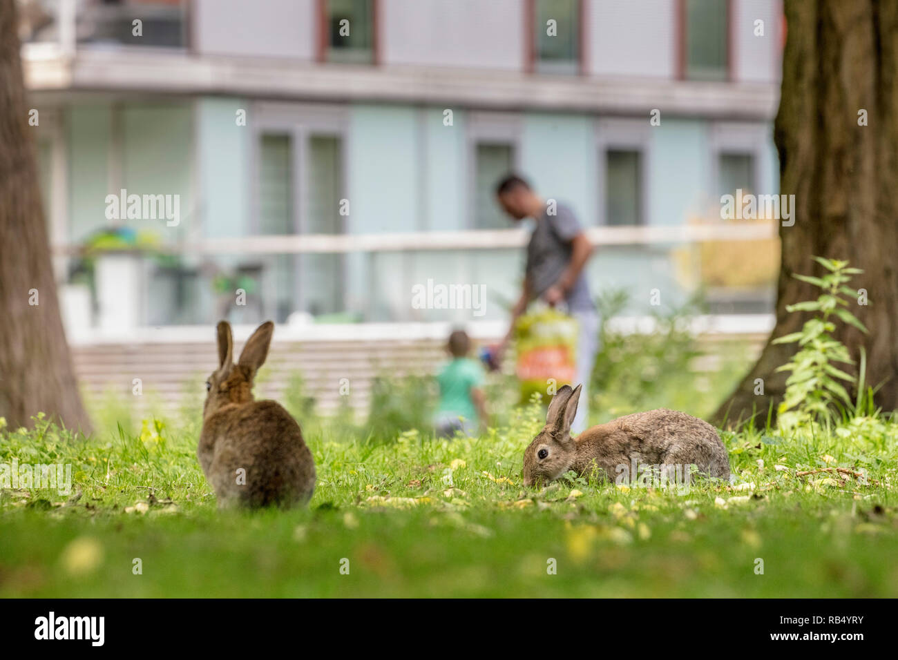The Netherlands, Amsterdam, Botteskerkpark, rabbits Stock Photo - Alamy