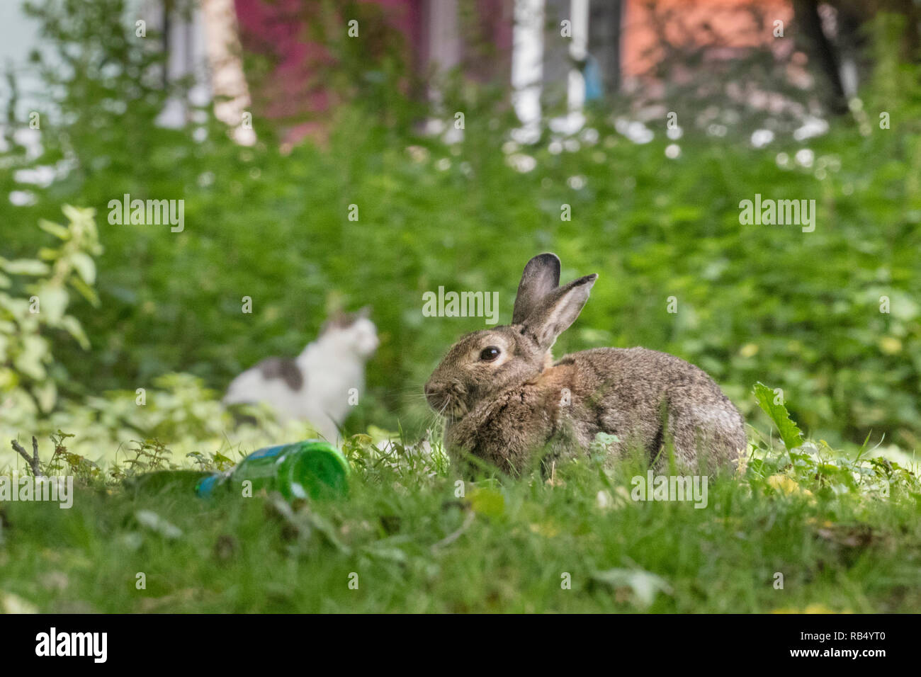 The Netherlands, Amsterdam, Botteskerkpark, rabbit and cat Stock Photo ...