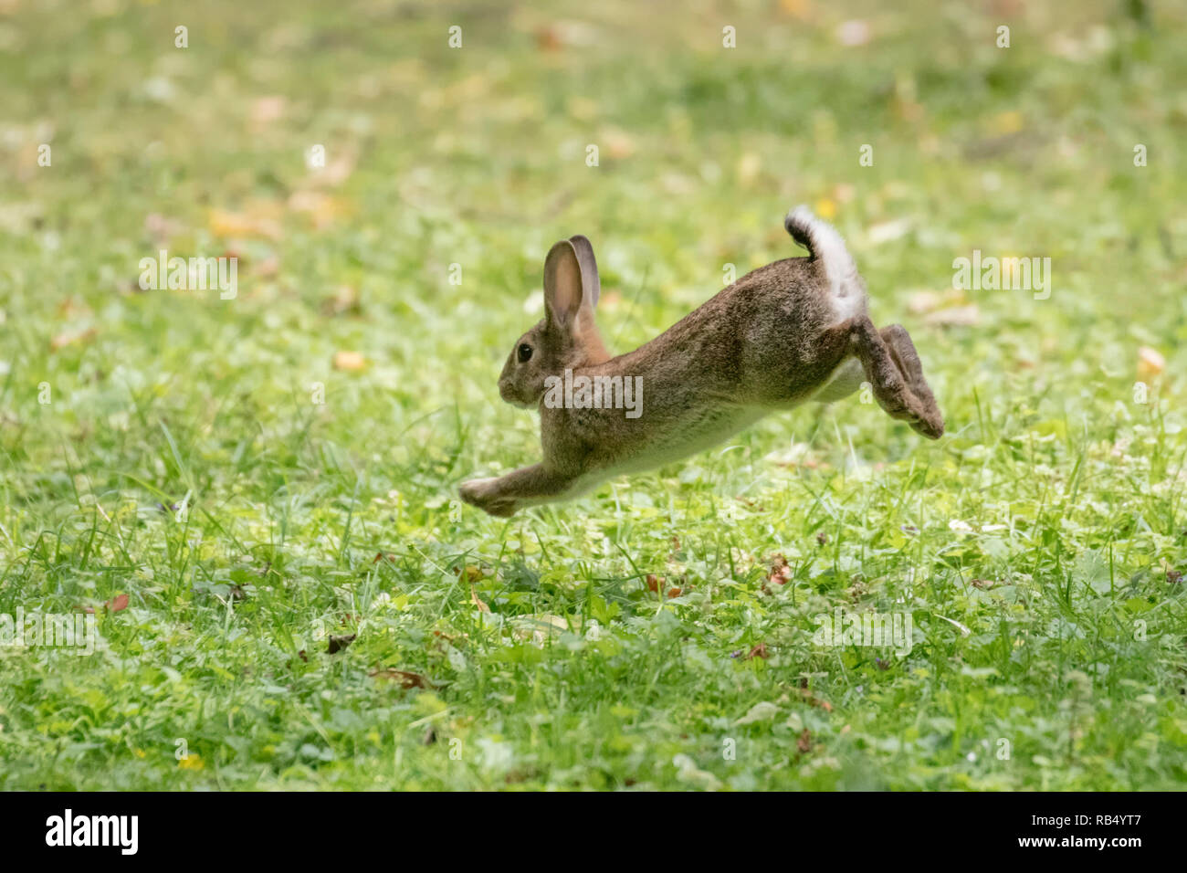 The Netherlands, Amsterdam, Botteskerkpark, rabbit Stock Photo - Alamy