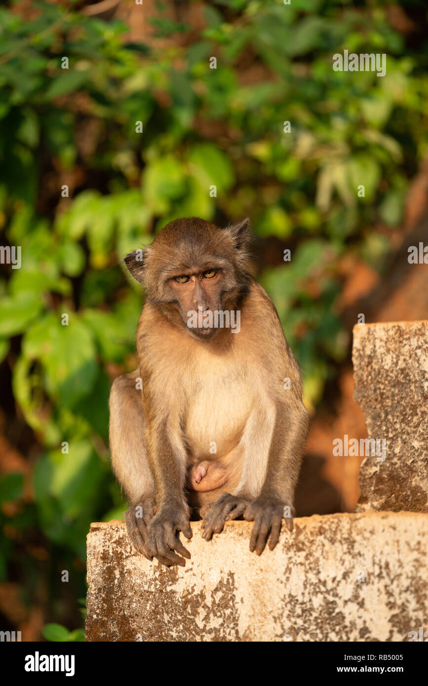 Monkeymonastery High Resolution Stock Photography and Images - Alamy