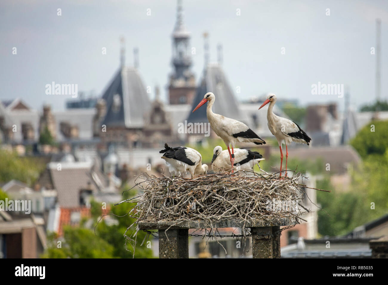 The Netherlands, Amsterdam, Plantage Muidergracht. Storks on nest Stock ...