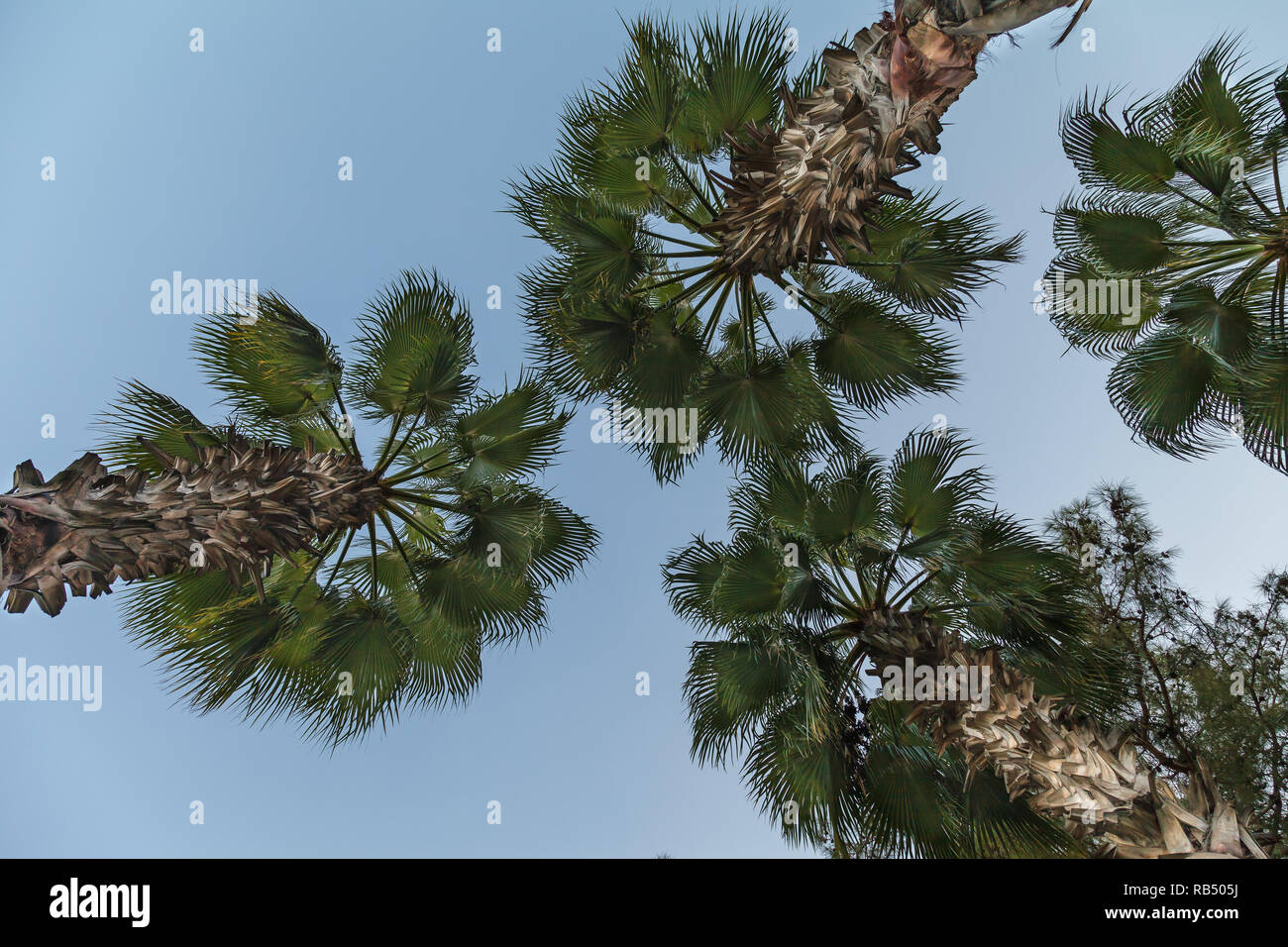 Bottom view tropical palm hi-res stock photography and images - Alamy