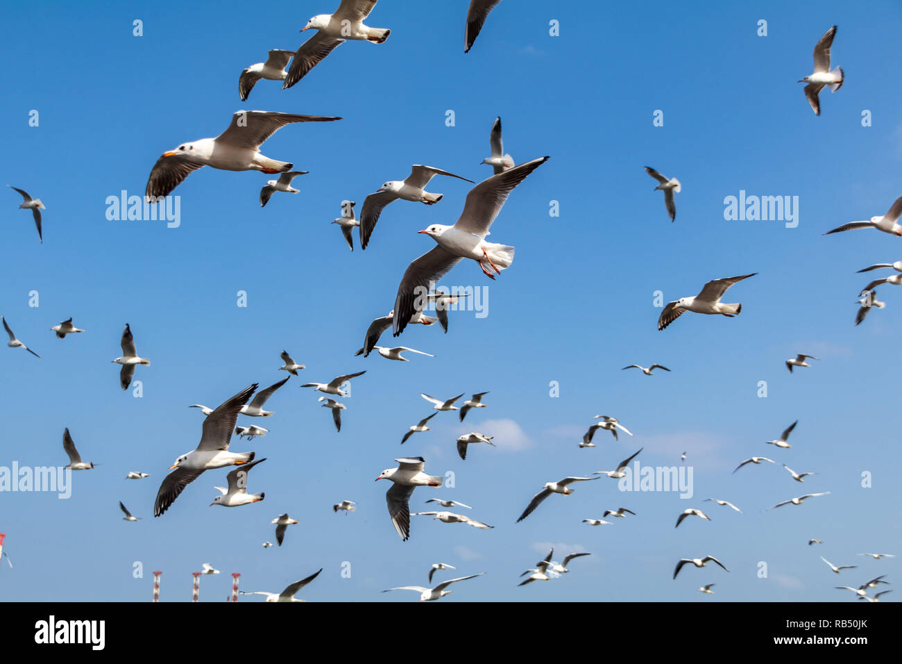 Birds of oman hi-res stock photography and images - Alamy