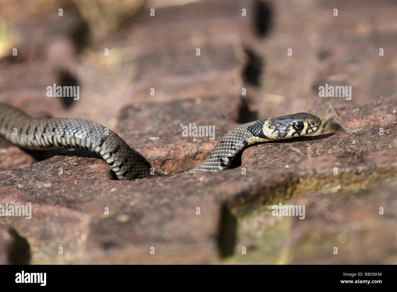 The Netherlands, Amsterdam, IJburg. Young grass snake Stock Photo - Alamy