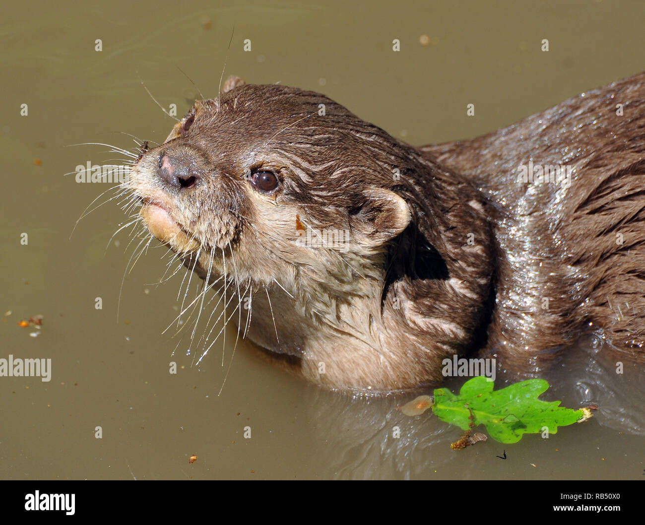 Asian small-clawed otter, oriental small-clawed otter and the small-clawed otter, Zwergotter ...