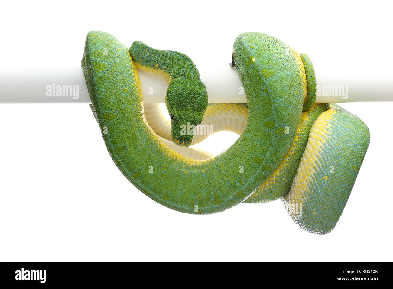 Green tree python isolated on white background Stock Photo - Alamy