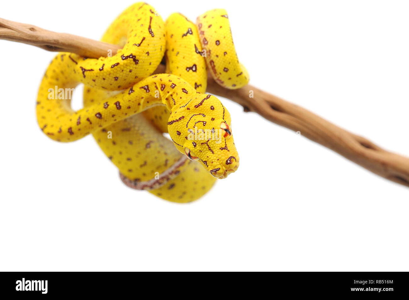 Green tree python isolated on white background Stock Photo - Alamy