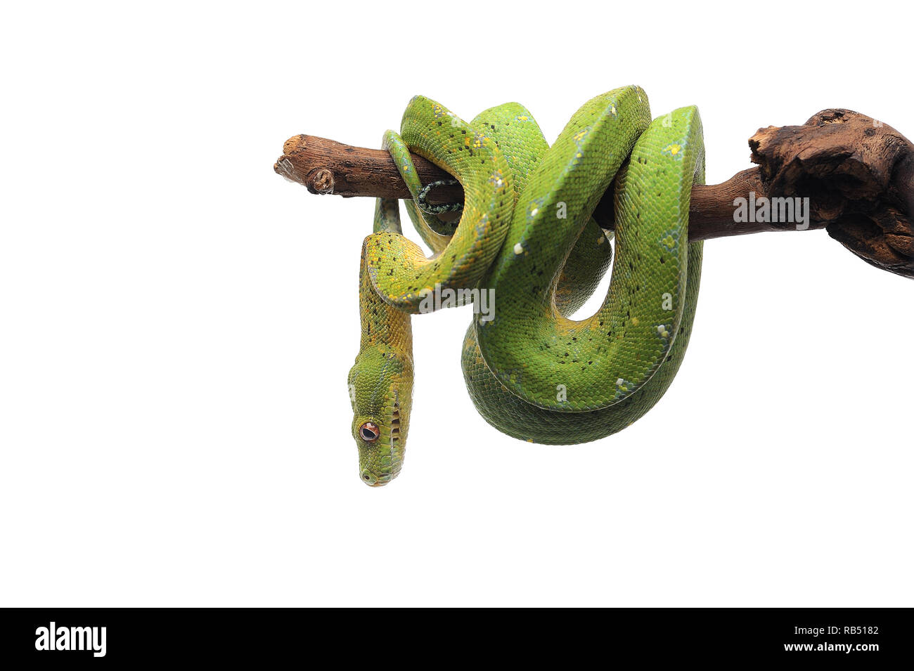 Green tree python isolated on white background Stock Photo - Alamy