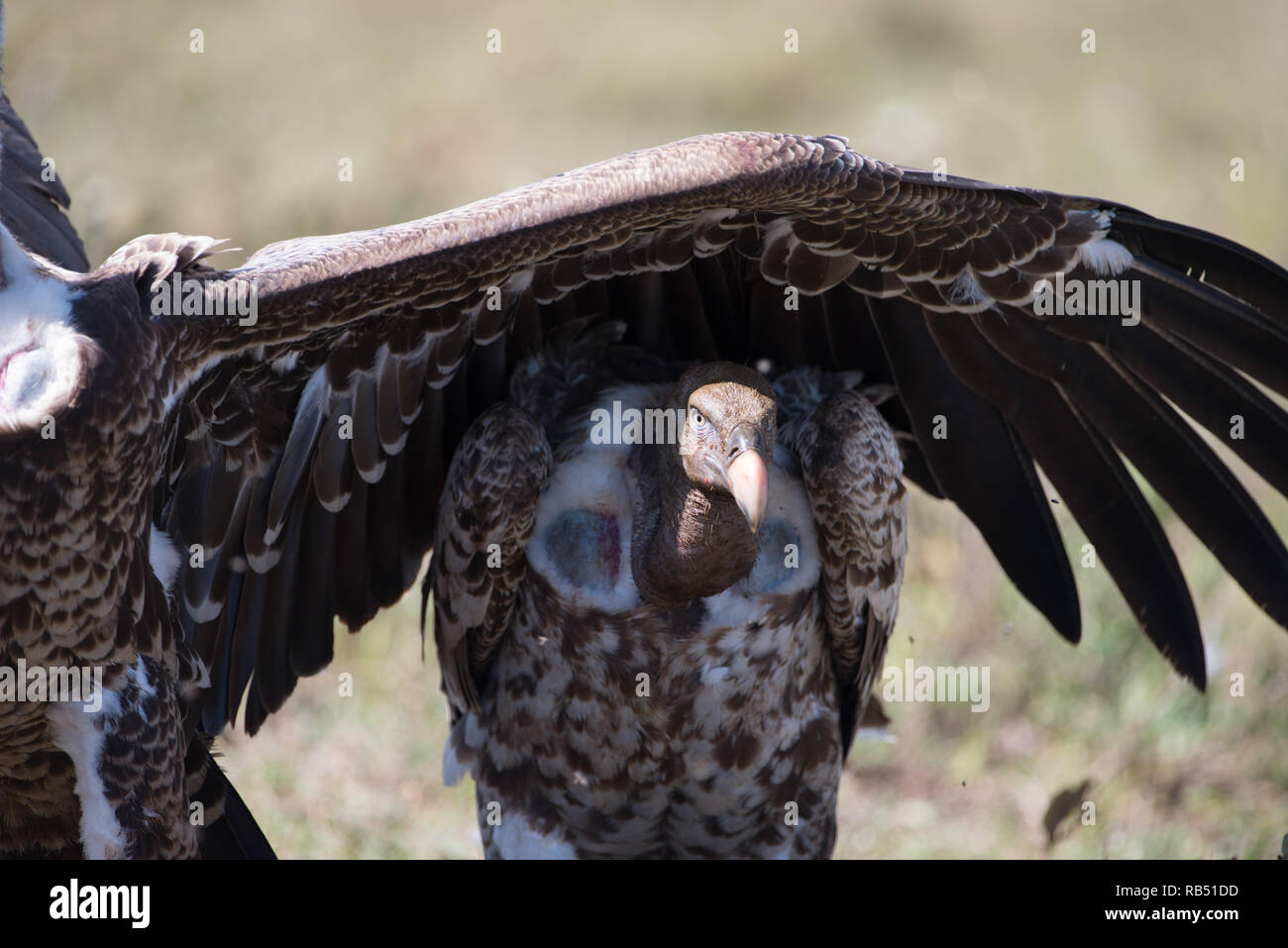 Ruppell's vulture having shade under other vulture wing Stock Photo - Alamy