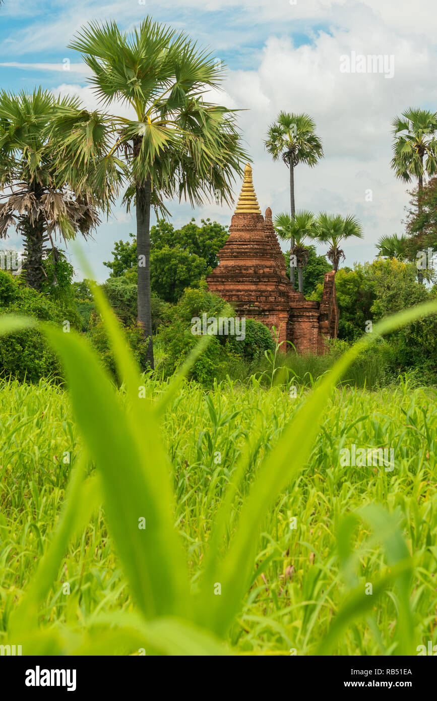pagoda surrounded by palm trees and rice fields, Bagan, Myanmar Stock ...