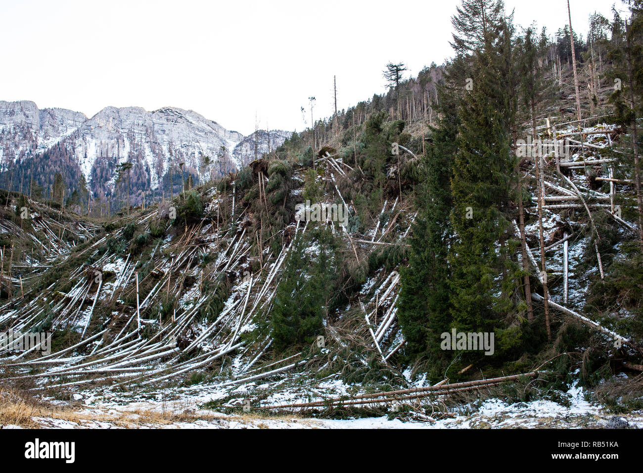 Vaia disaster hi-res stock photography and images - Alamy