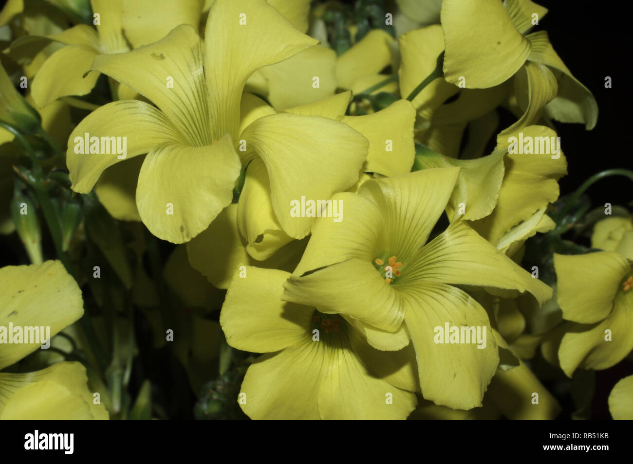 Bouquet of yellow wildflowers Stock Photo - Alamy