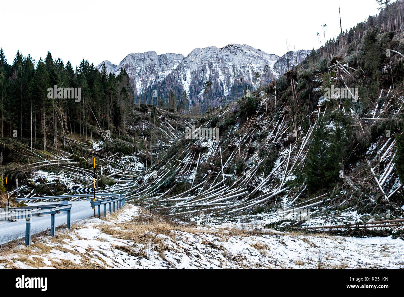Vaia storm effect on the trees in Asiago Stock Photo - Alamy
