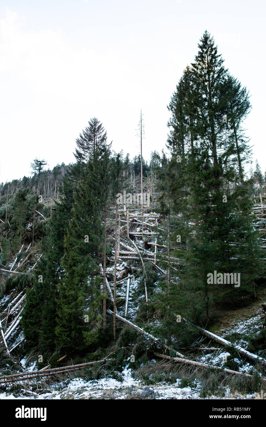 Tempesta Vaia effects on the trees Stock Photo - Alamy