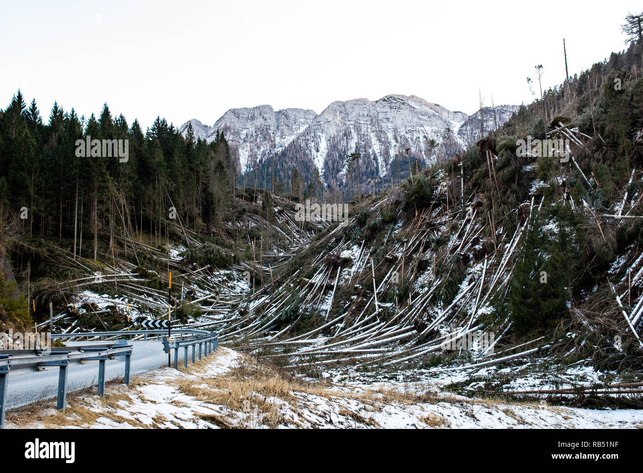 Tempesta Vaia effects on the trees Stock Photo - Alamy
