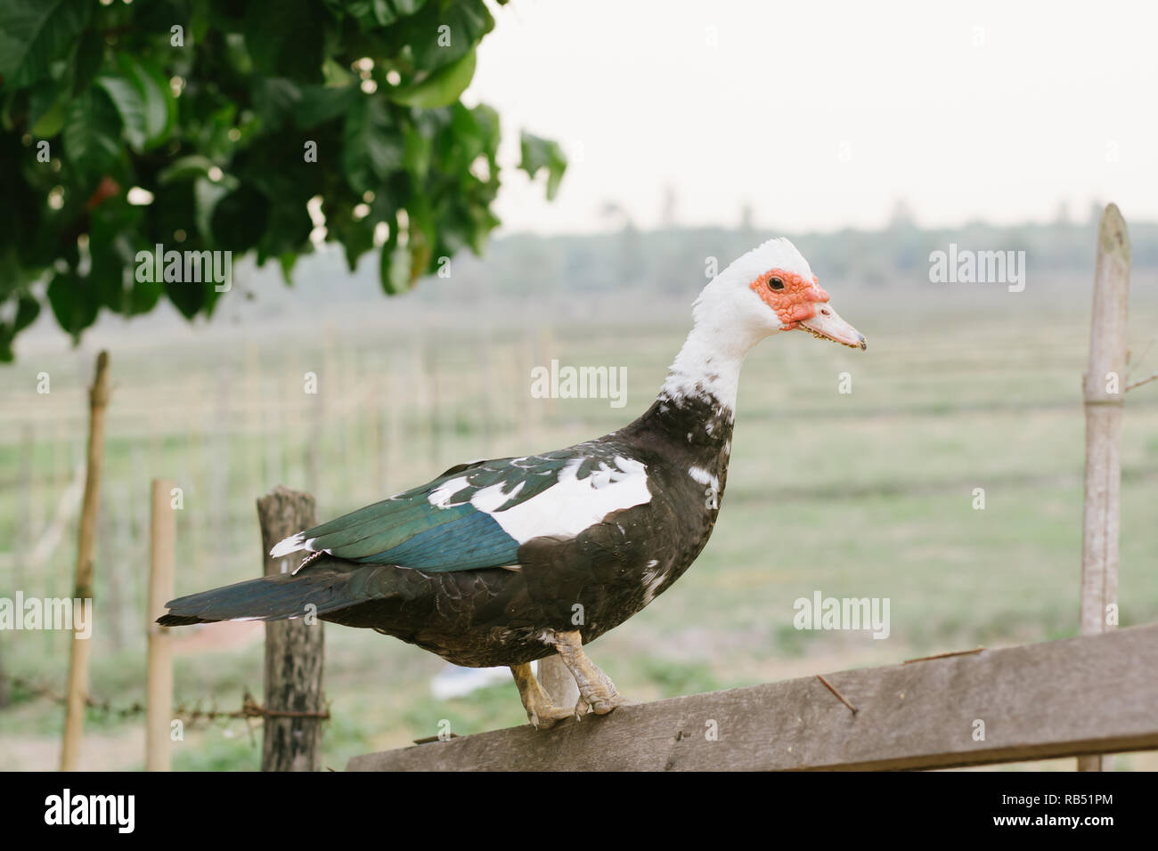 Mute duck. Duck in farm. Duck staring at you. Muscovy duck Stock Photo ...