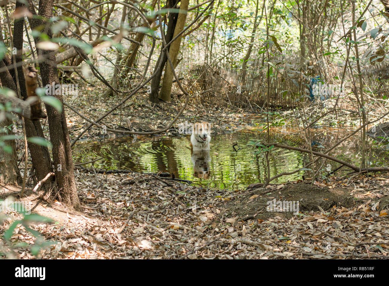 Dog bathing in a pond in the forest Stock Photo - Alamy