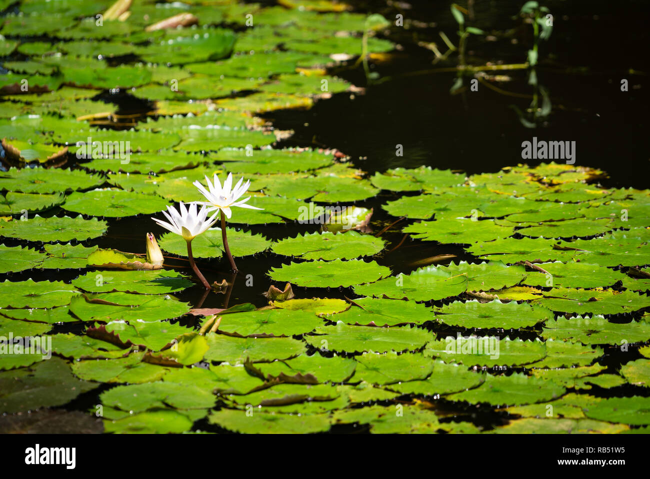 Land lotus hi-res stock photography and images - Alamy
