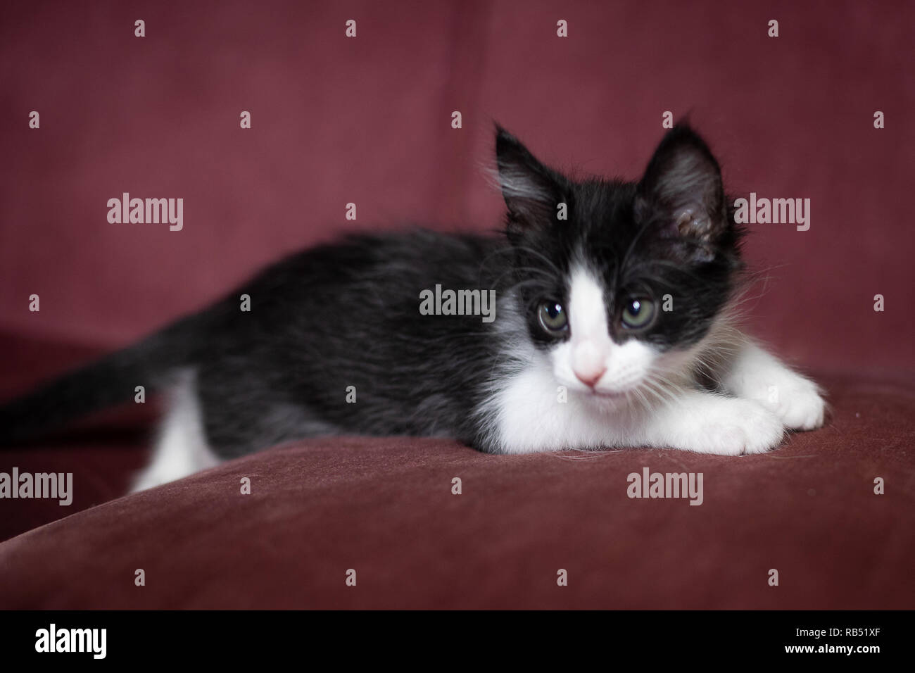 Maroon cat hi-res stock photography and images - Alamy