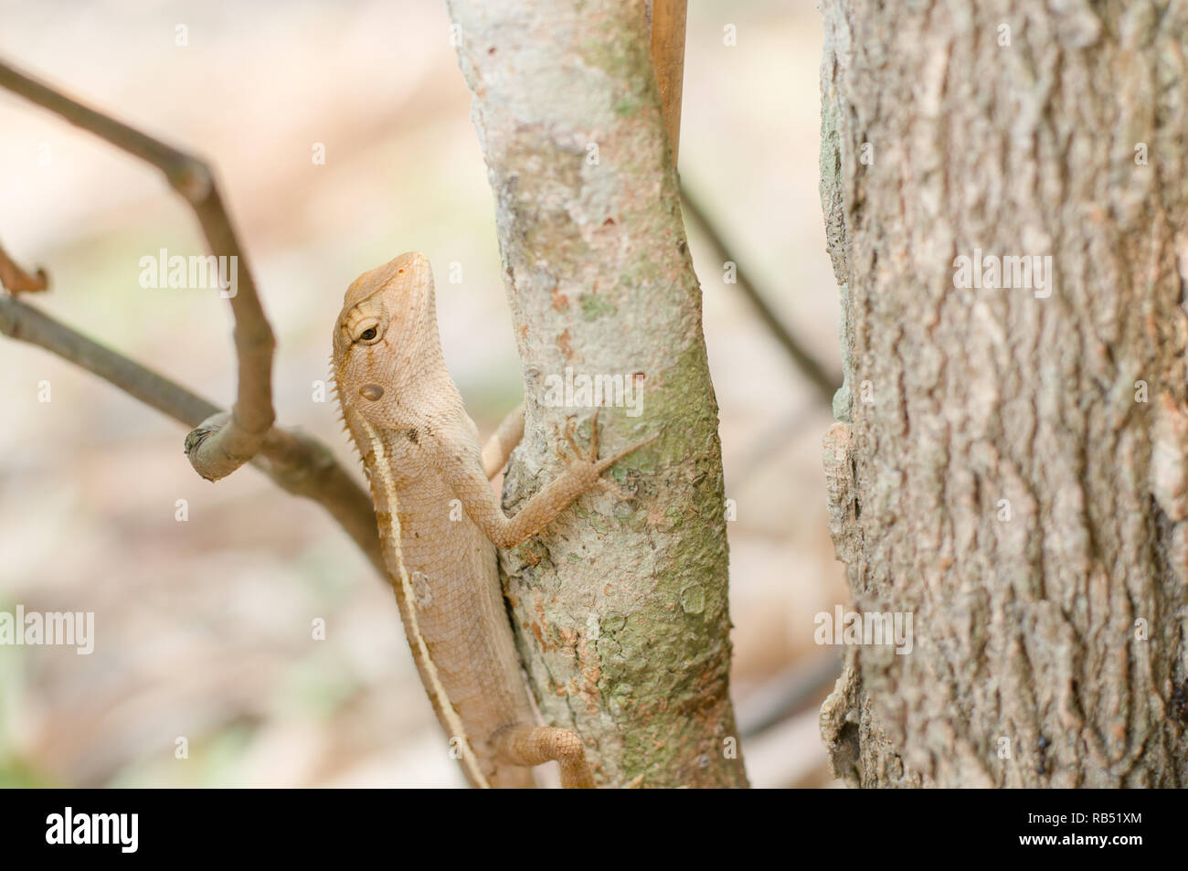 Close up thai chameleon hi-res stock photography and images - Alamy