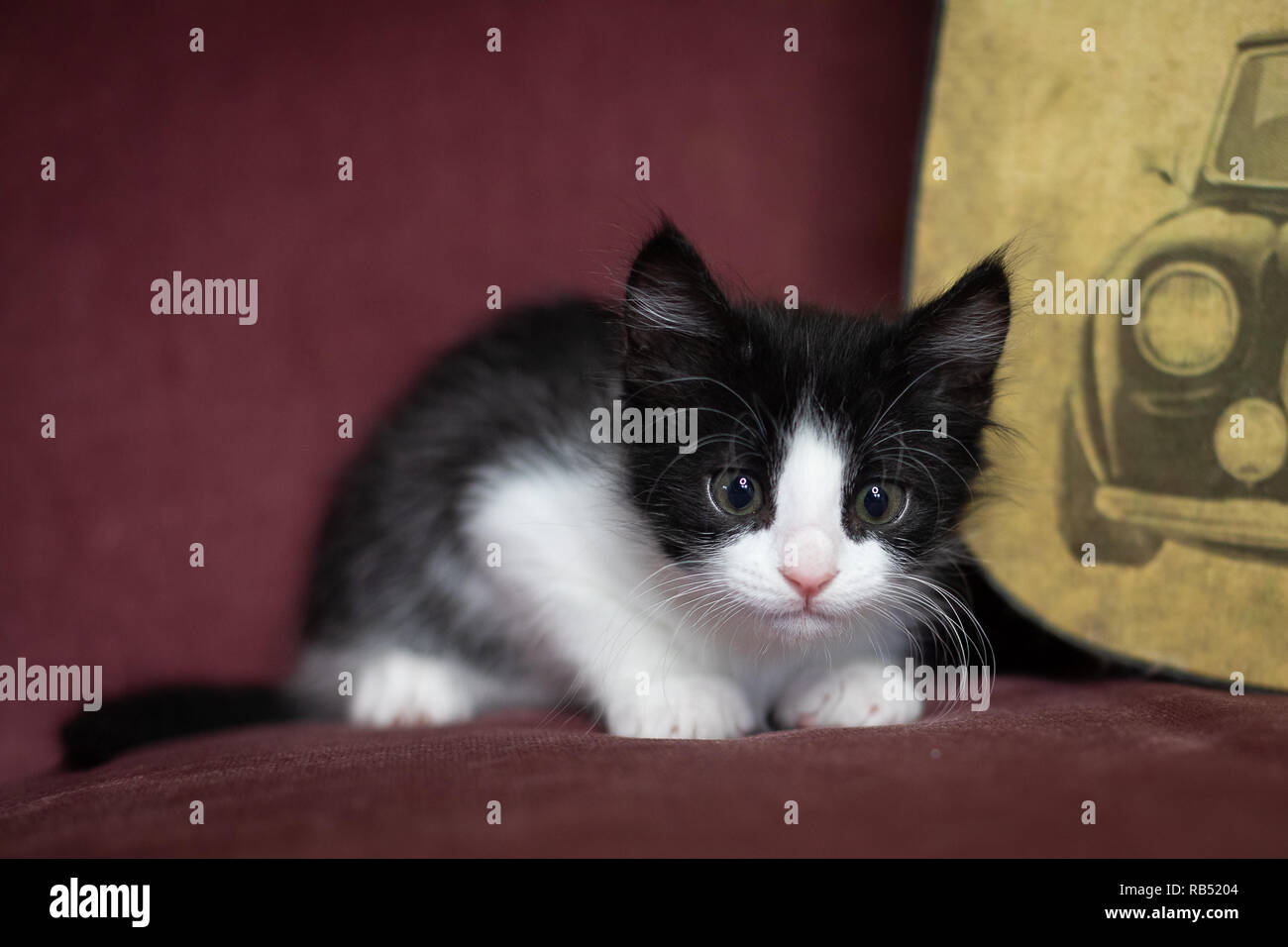 Playful kittens hi-res stock photography and images - Alamy