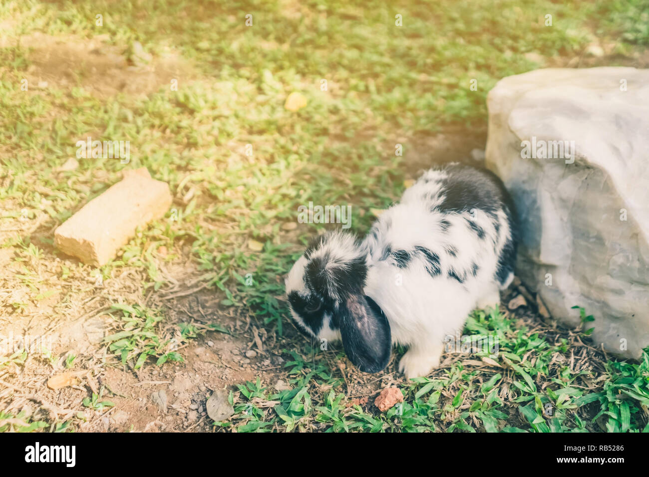 The cute rabbit is resting in the afternoon Stock Photo - Alamy