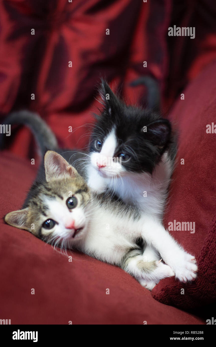 Two kittens hi-res stock photography and images - Alamy