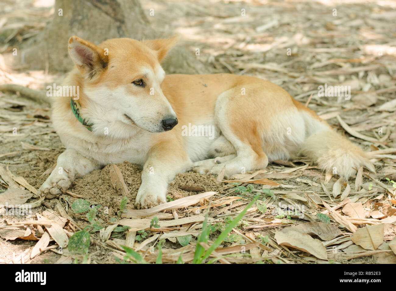 Dog relaxing under the tree and soil ground Stock Photo - Alamy