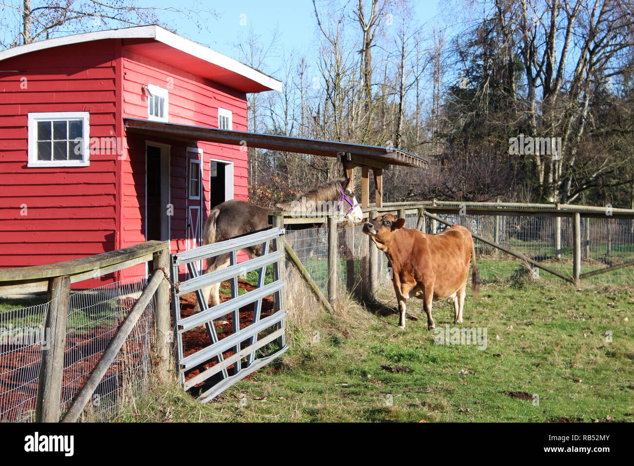 Companion companions hi-res stock photography and images - Alamy
