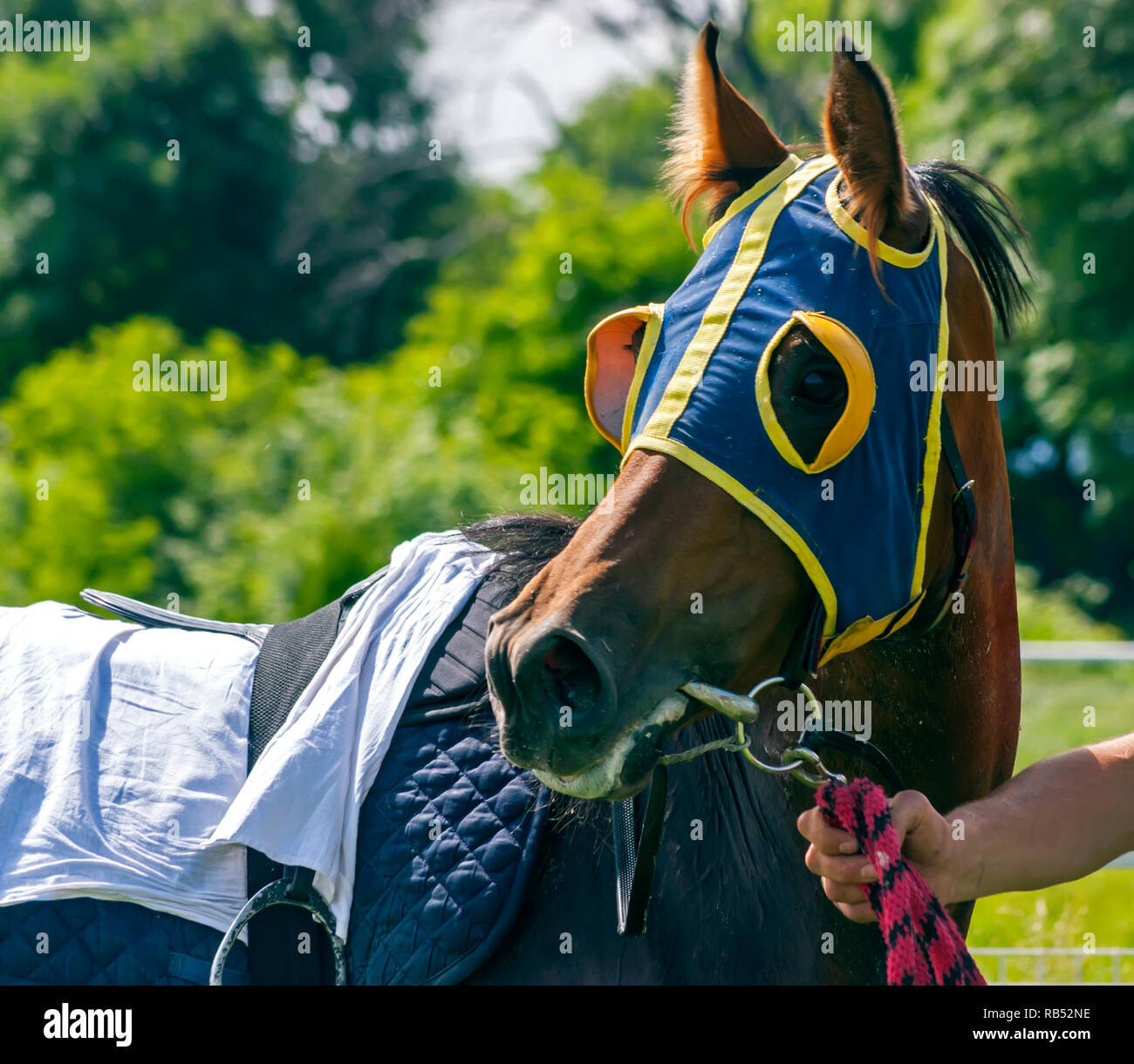 Portrait of a beautiful brown horse after a horse race Stock Photo - Alamy