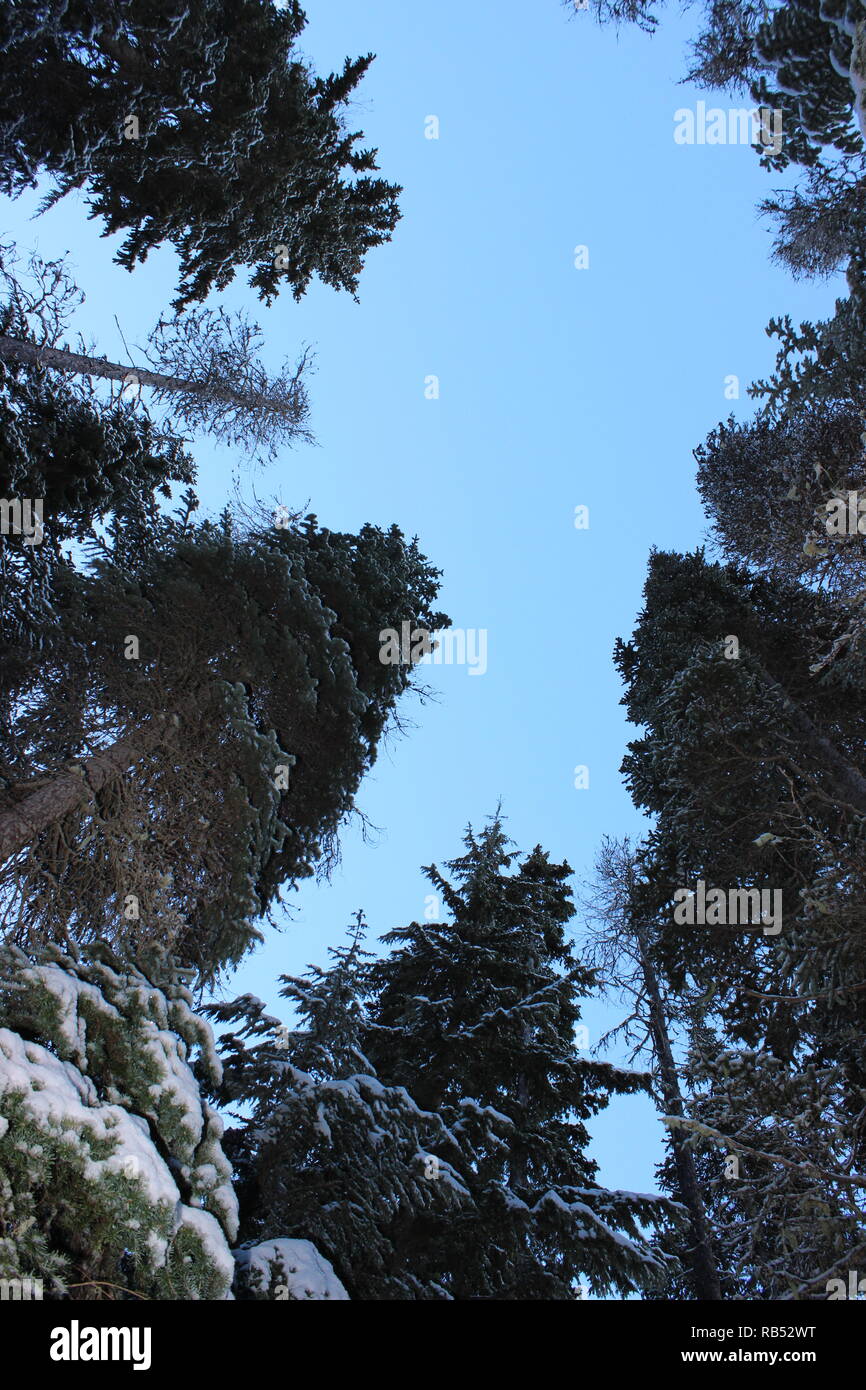 Trees Looking Up Stock Photo - Alamy