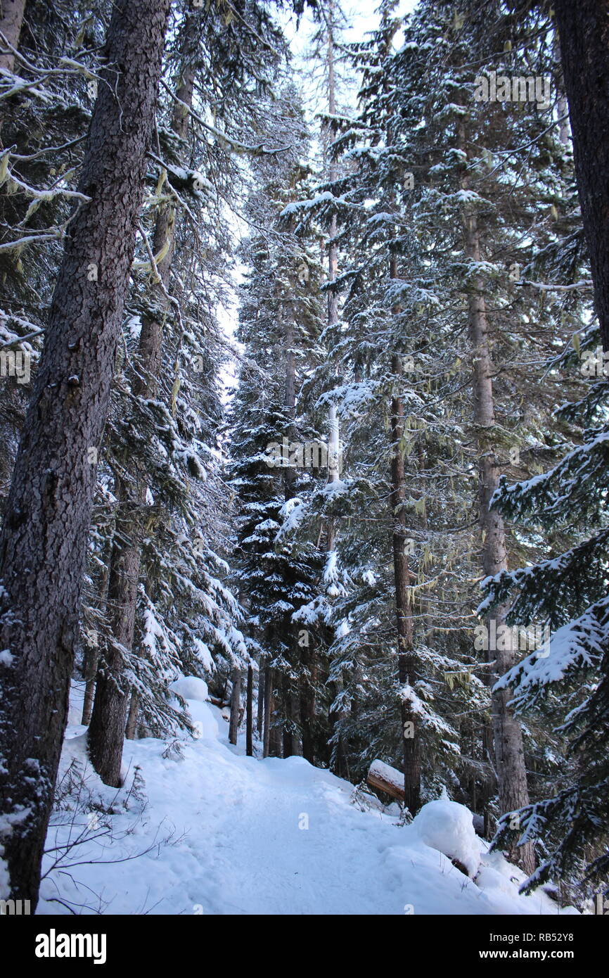 Forest Path in Winter Stock Photo - Alamy