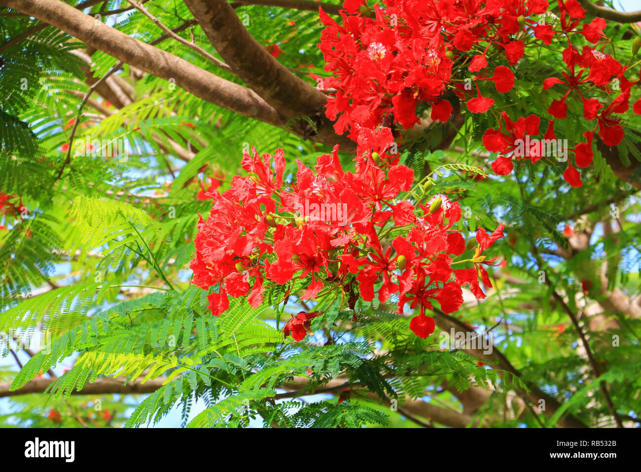 peacock flower red blooming in the summer public park (Caesalpinia ...