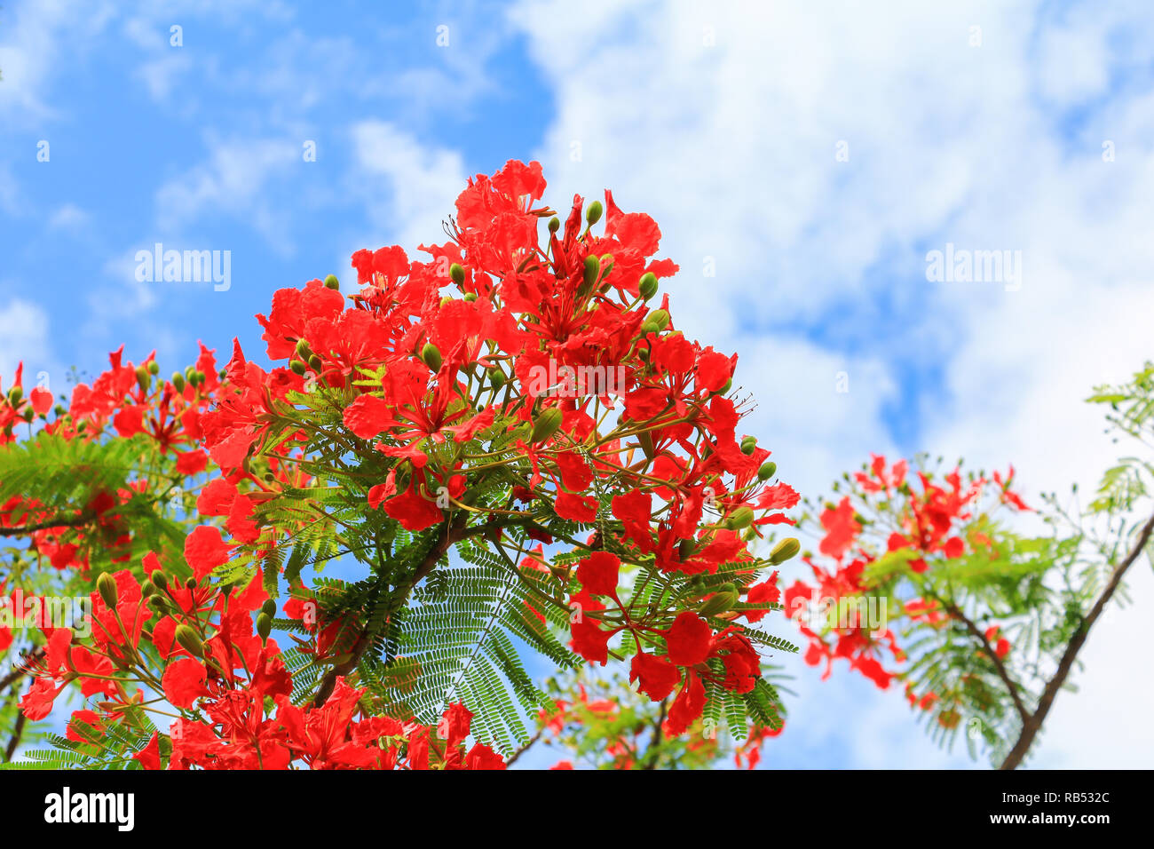 peacock flower red blooming in the summer public park (Caesalpinia ...