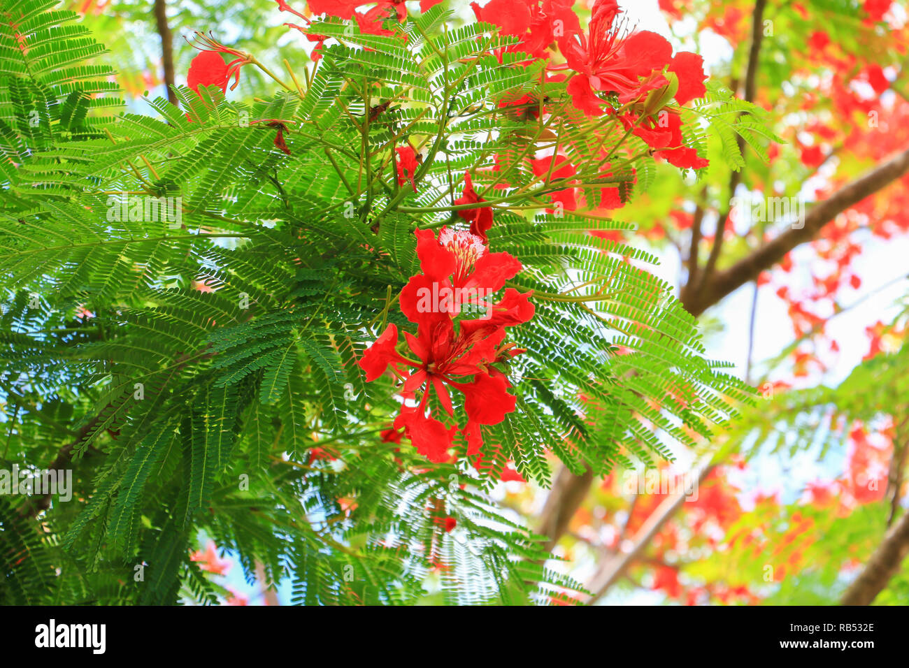 peacock flower red blooming in the summer public park (Caesalpinia ...