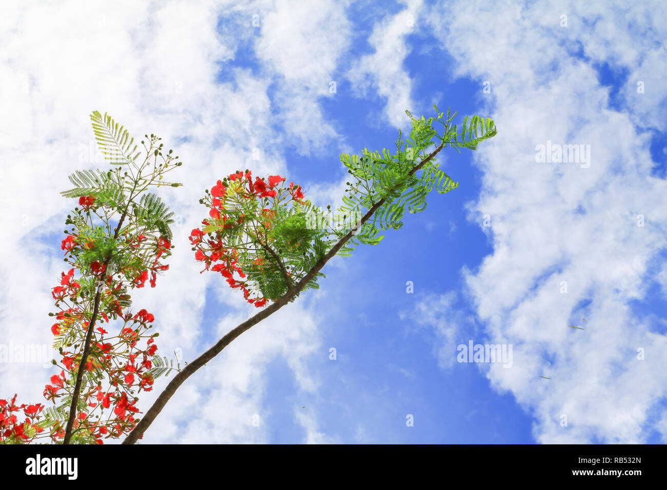 peacock flower red blooming in the summer public park (Caesalpinia ...