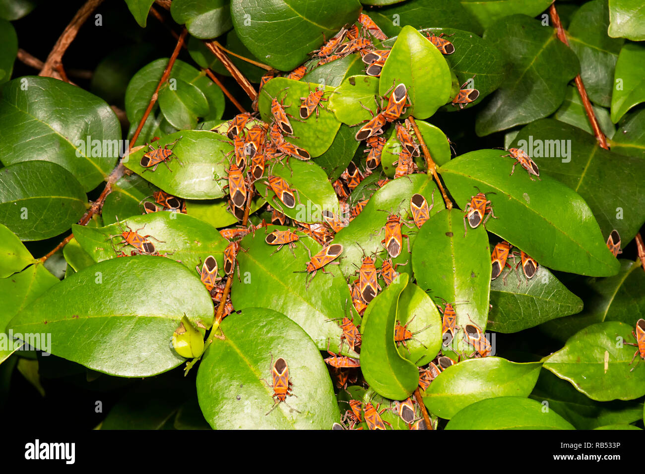 Australian bugs hi-res stock photography and images - Alamy