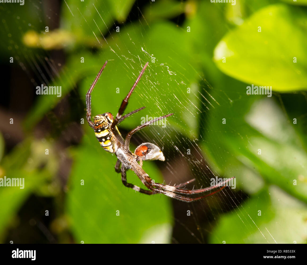 St Andrew's Cross Spider (Argiope Keyserlingi) with Ladybird Beetle ...