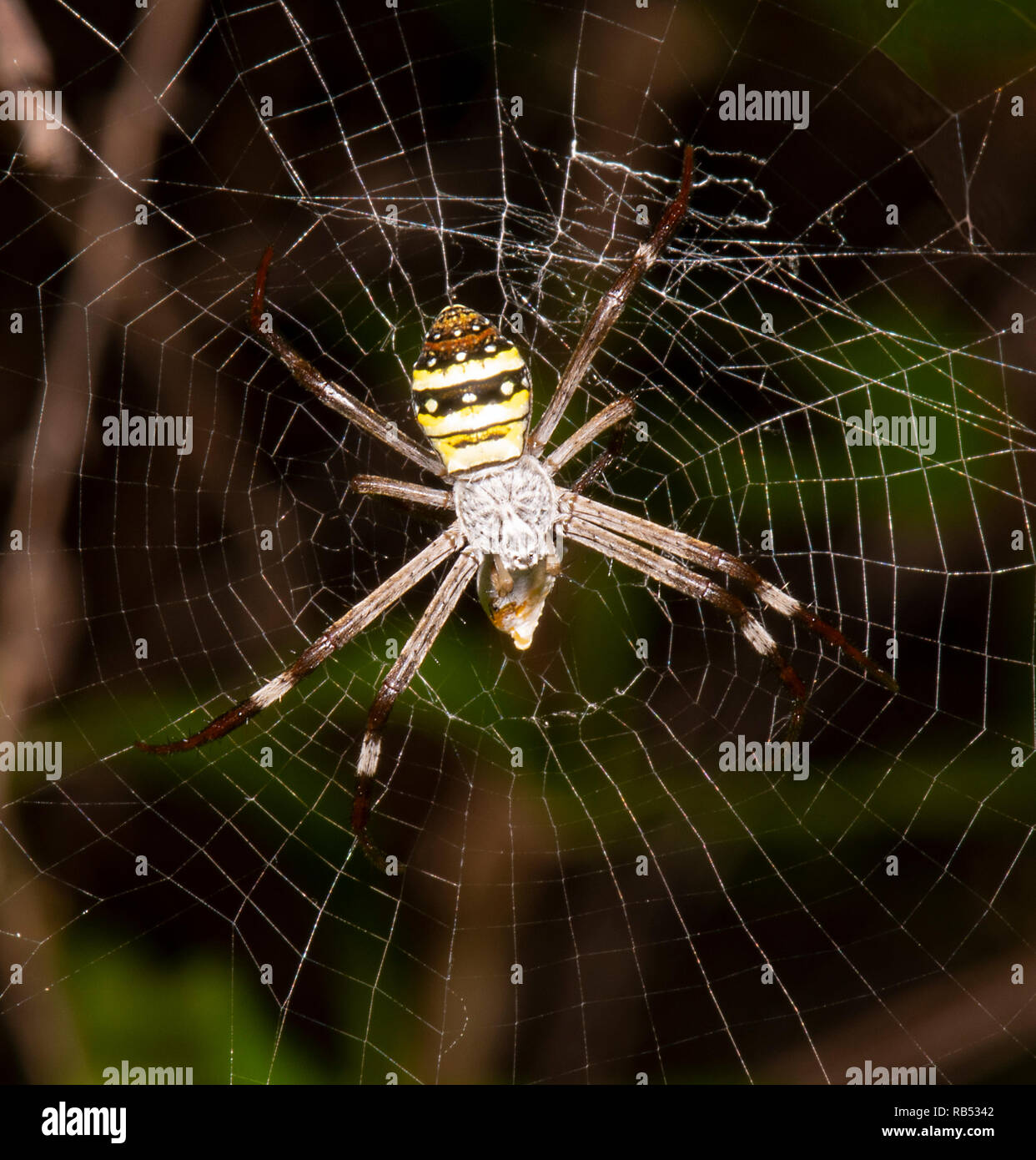 St Andrew's Cross Spider (Argiope Keyserlingi) with prey wrapped up ...