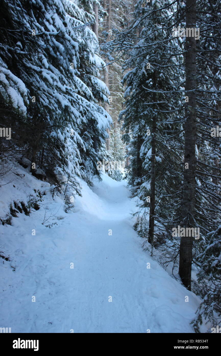 Forest Path in Winter Stock Photo - Alamy