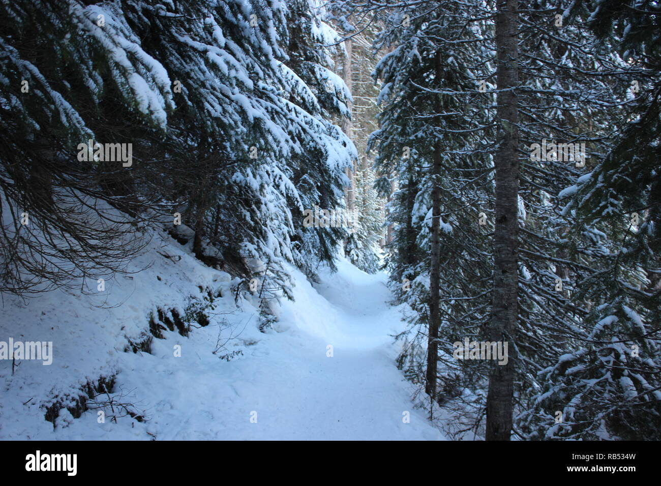 Forest Path in Winter Stock Photo - Alamy