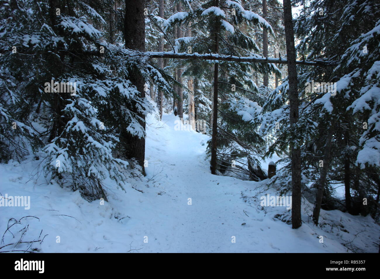 Forest Path in Winter Stock Photo - Alamy