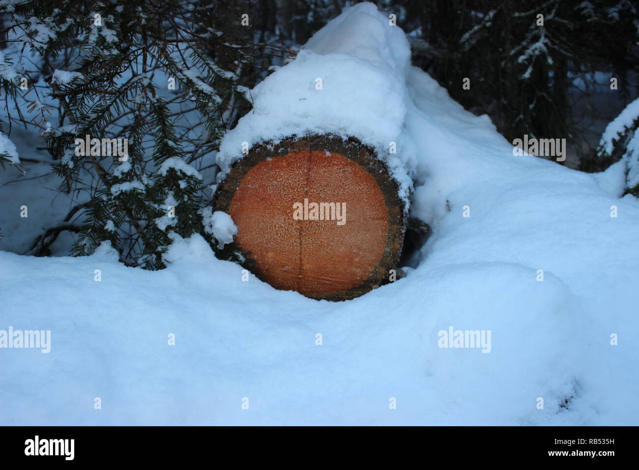 Cool tree rings hi-res stock photography and images - Alamy