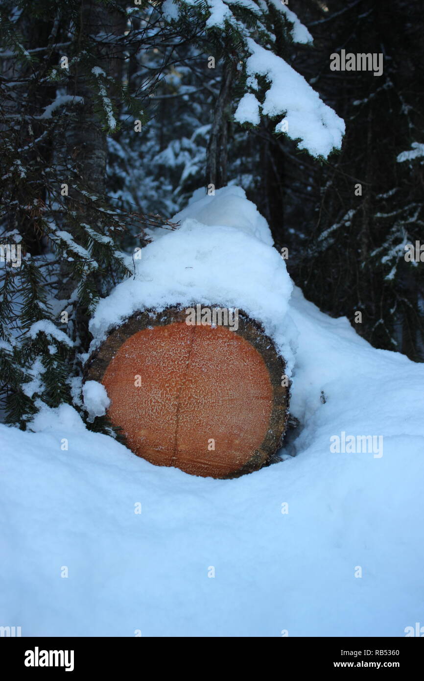fallen tree rings Stock Photo - Alamy