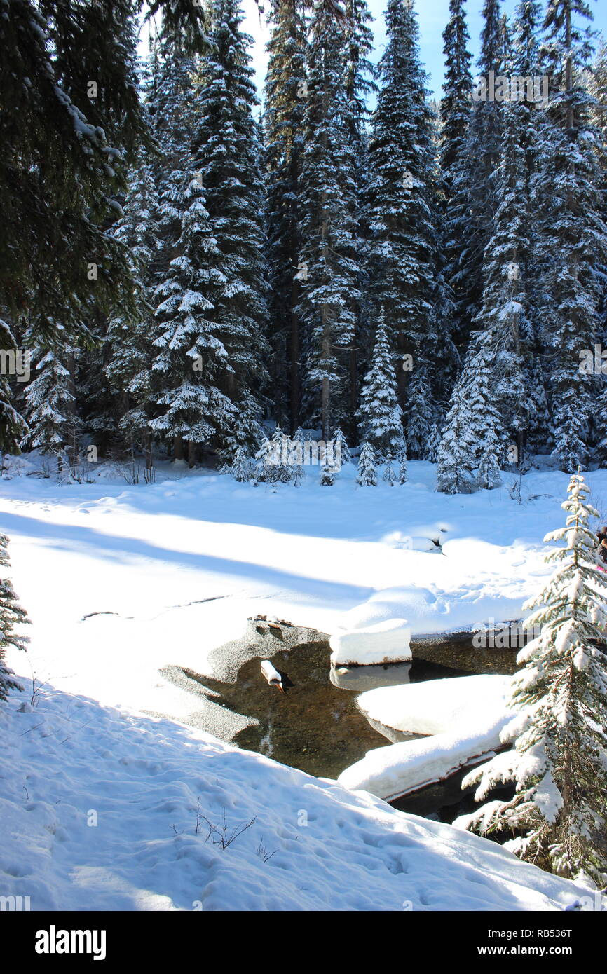 Melting creek in forest hi-res stock photography and images - Alamy