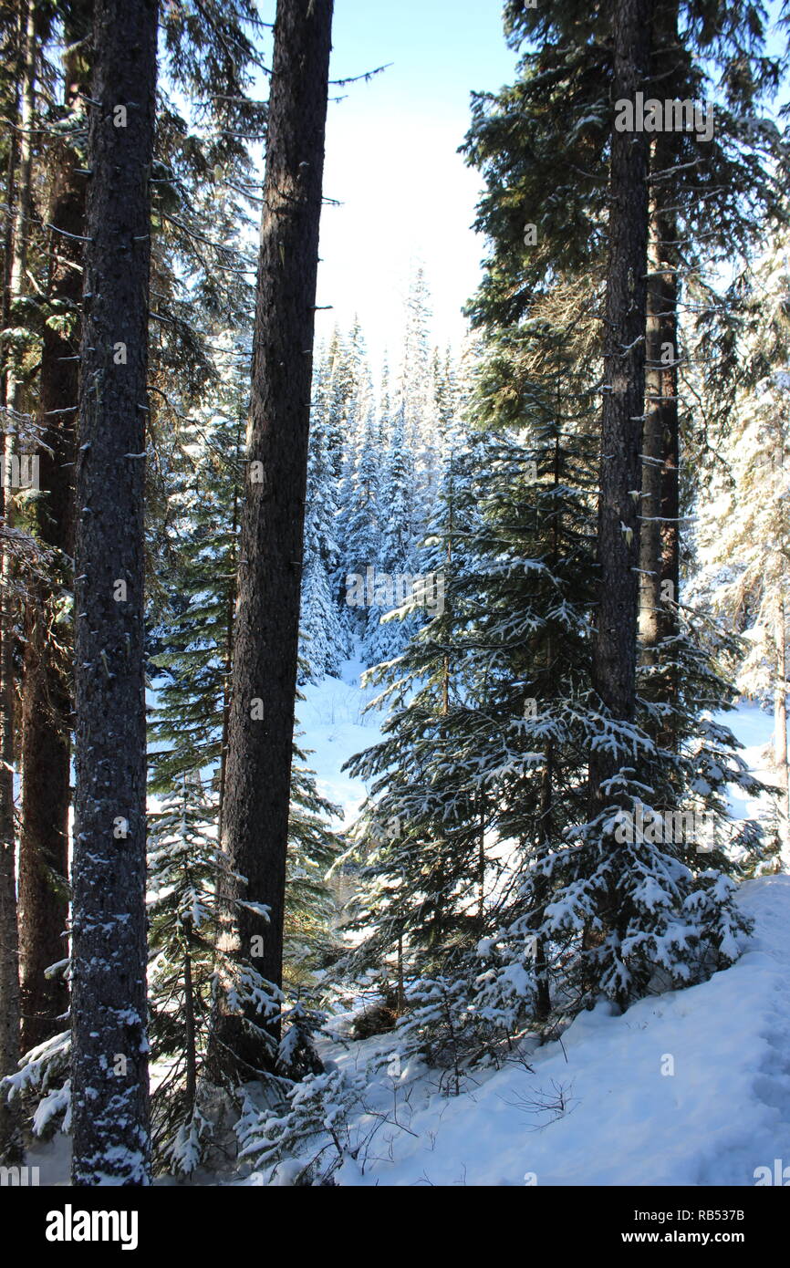 Forest Path in Winter Stock Photo - Alamy